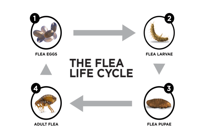 Stages Of Fleas Life Cycle
